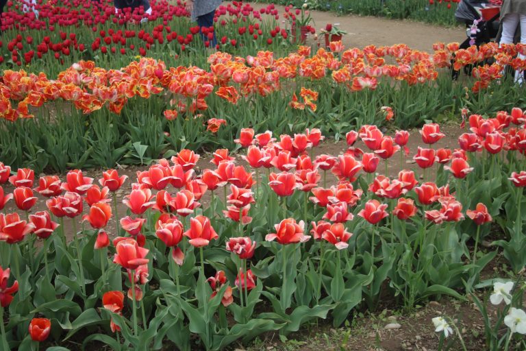 Tip Toe Through the Tulips | lifeatmyownpace