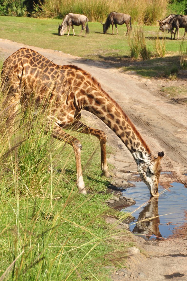 Wild Africa Trek | lifeatmyownpace