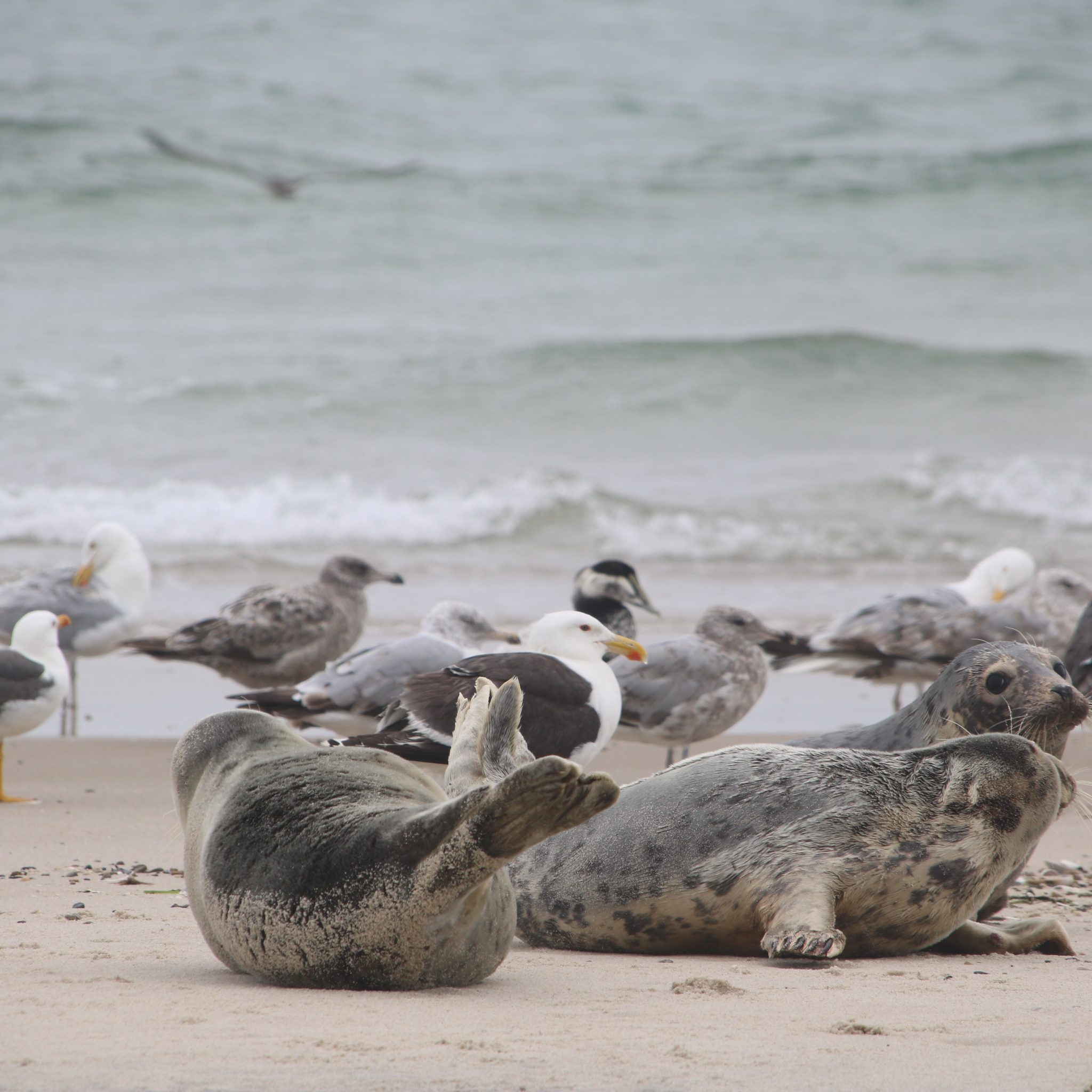 Exploring Chatham, Massachusetts | lifeatmyownpace
